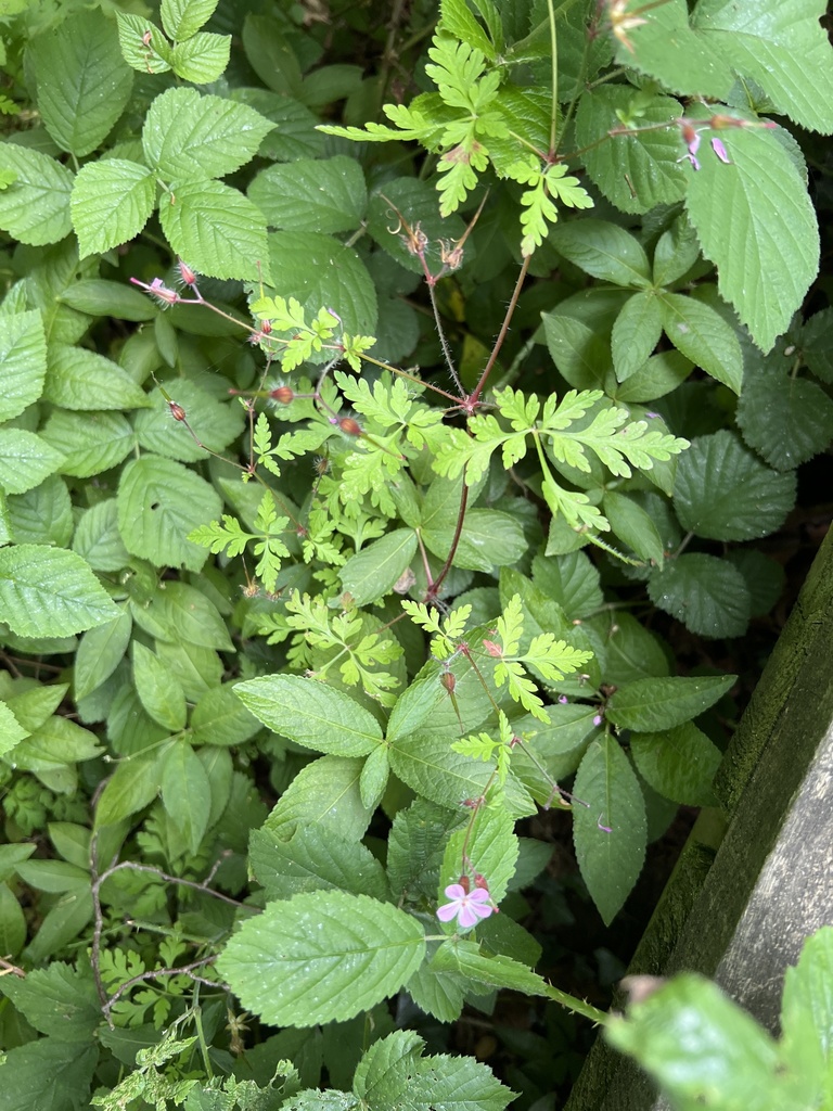 Herb Robert from Great and Little Leighs CP, Chelmsford, England, GB on ...