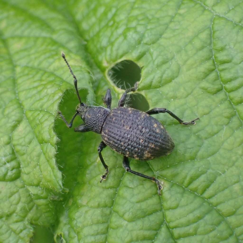 Black Vine Weevil from Fife, WA, USA on June 5, 2022 at 02:13 PM by ...