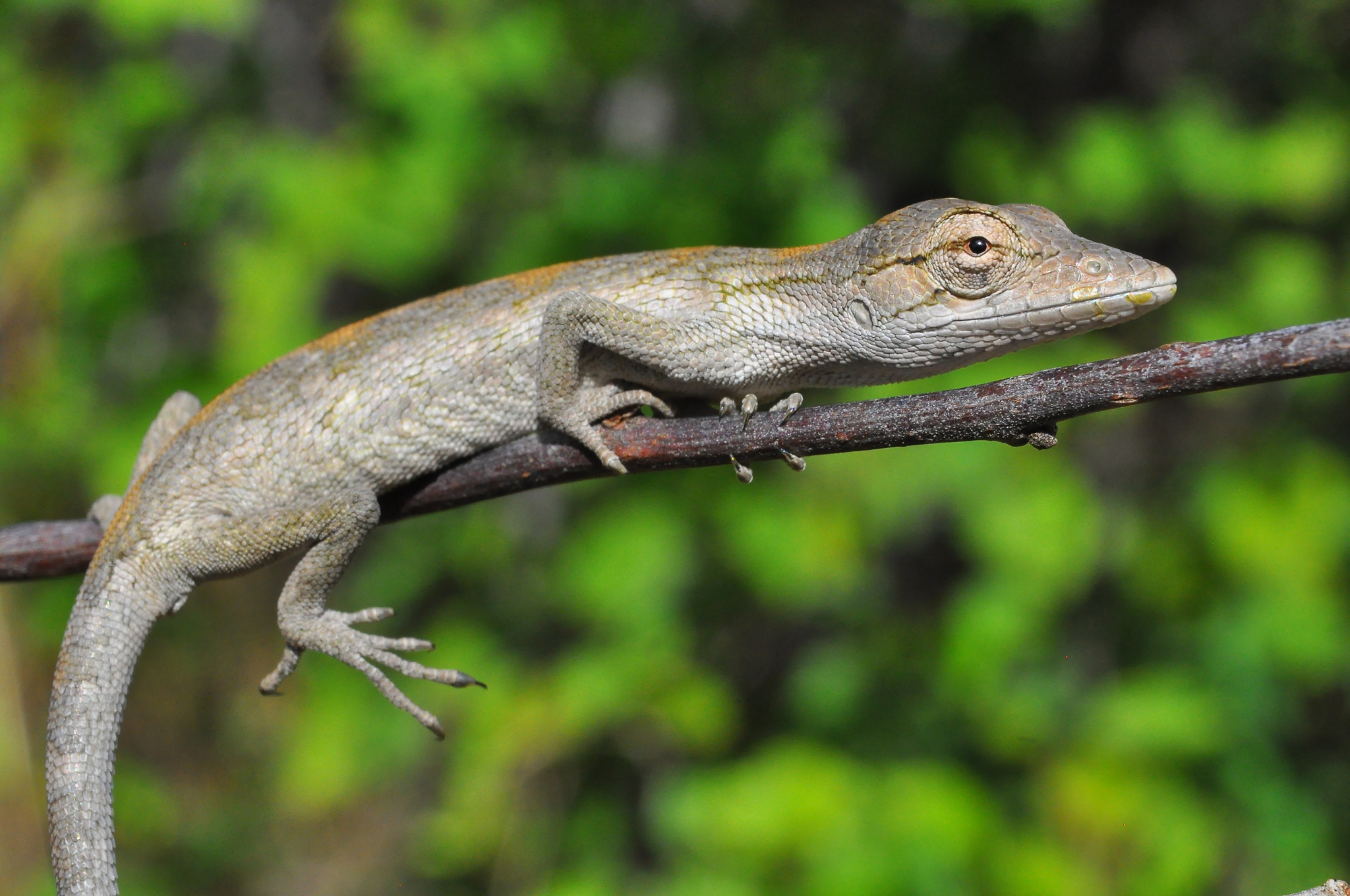 Polychrus acutirostris Spix, 1825