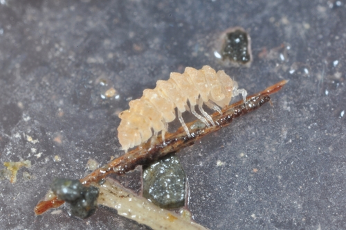 Pygmy Pill Woodlouse (Buddelundiella cataractae) · iNaturalist
