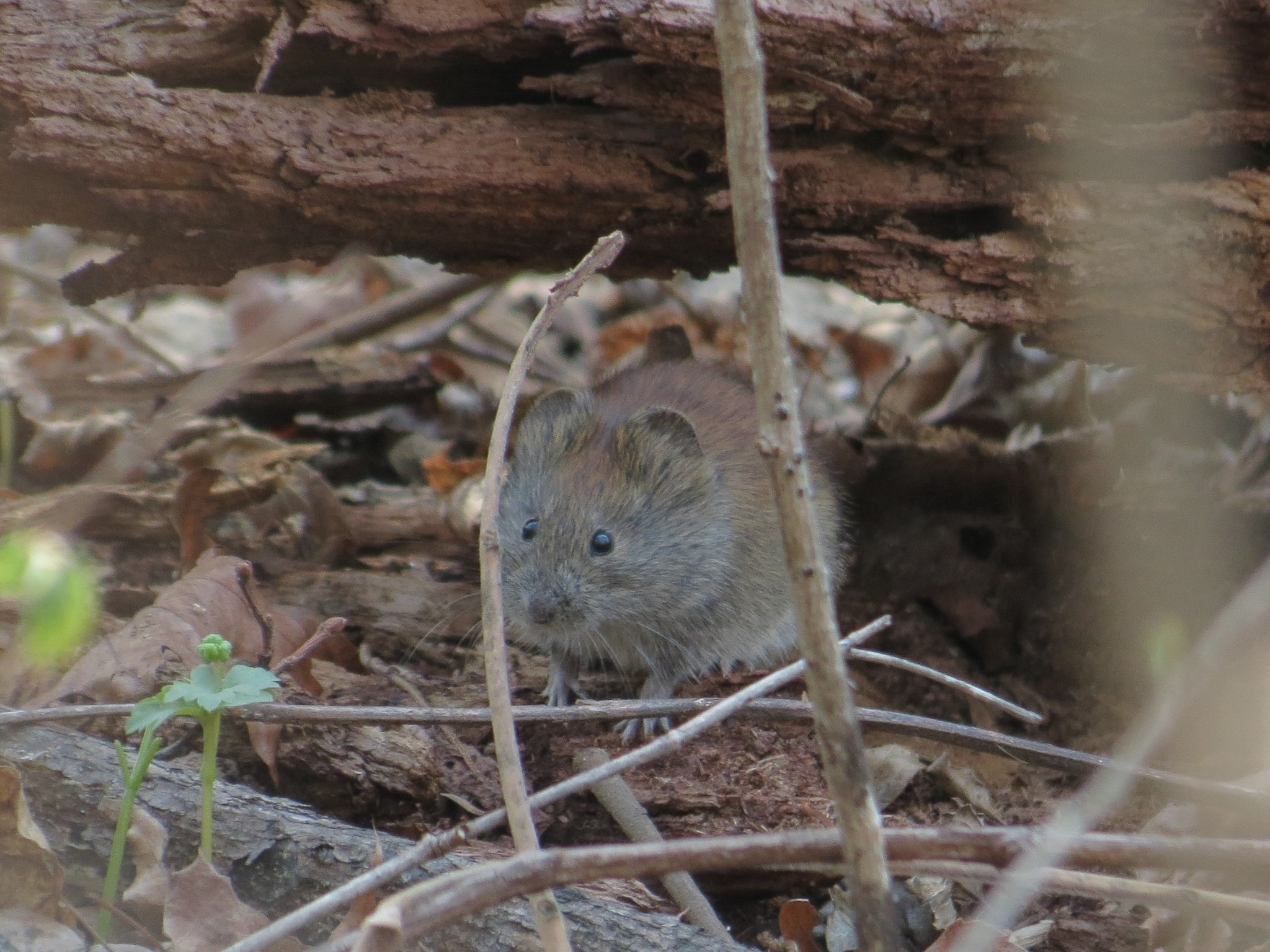 Myodes rufocanus (Sundevall, 1846)