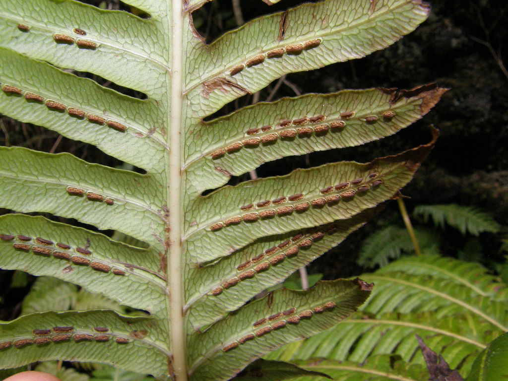 European chain fern (Woodwardia radicans) - Botanical Realm