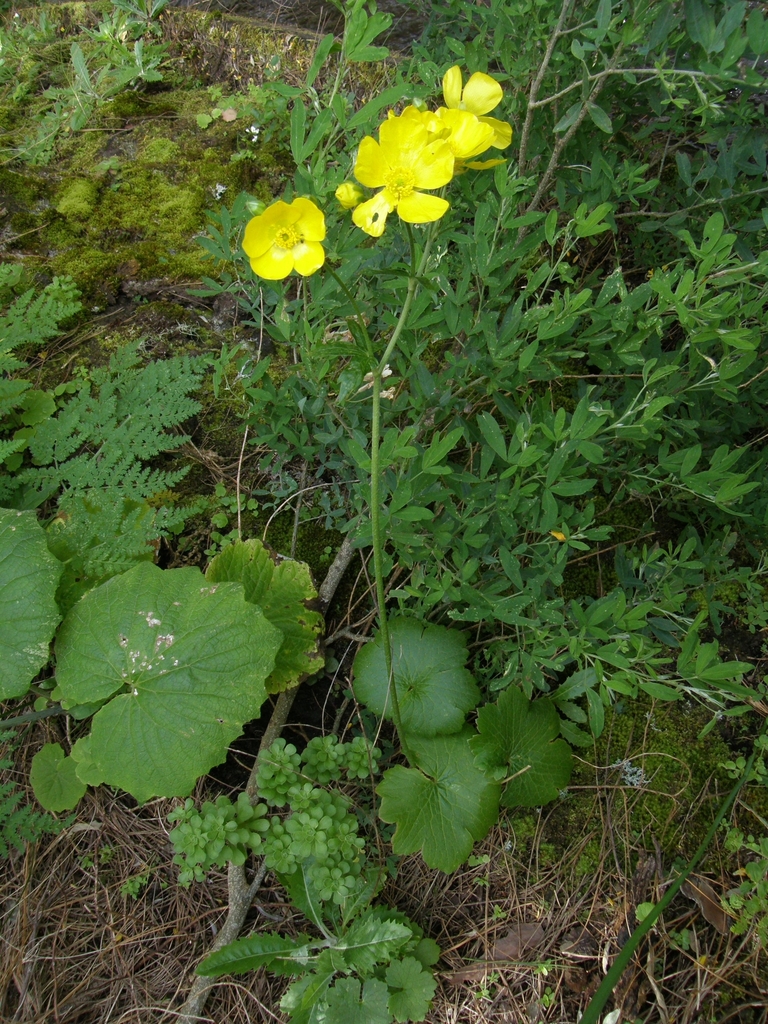 Ranunculus cortusifolius (Madeira Pflanzen Myrtales, Oxalidales ...