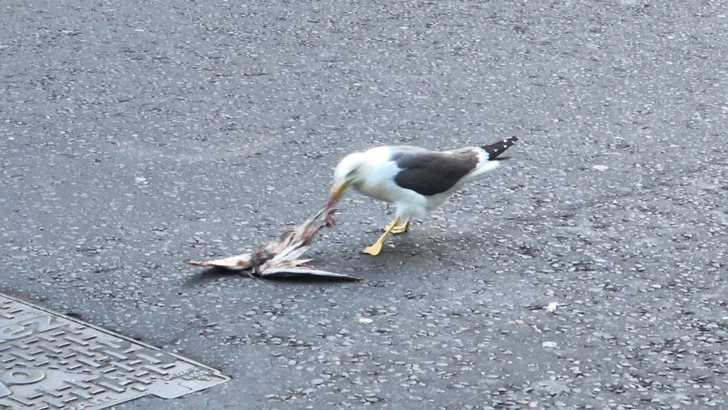 Lesser Black-backed Gull from New Change / Cannon Street, London EC4M ...