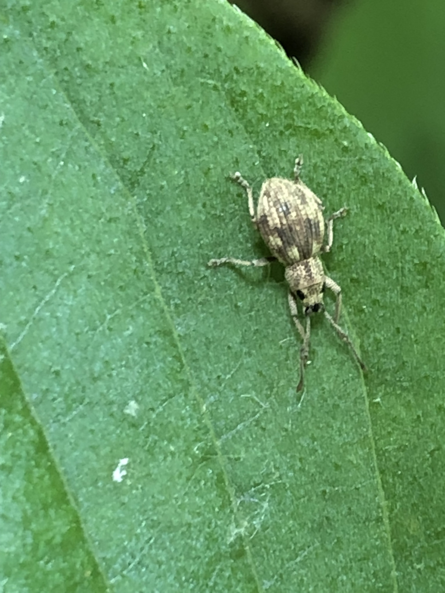 Calomycterus setarius Roelofs, 1873
