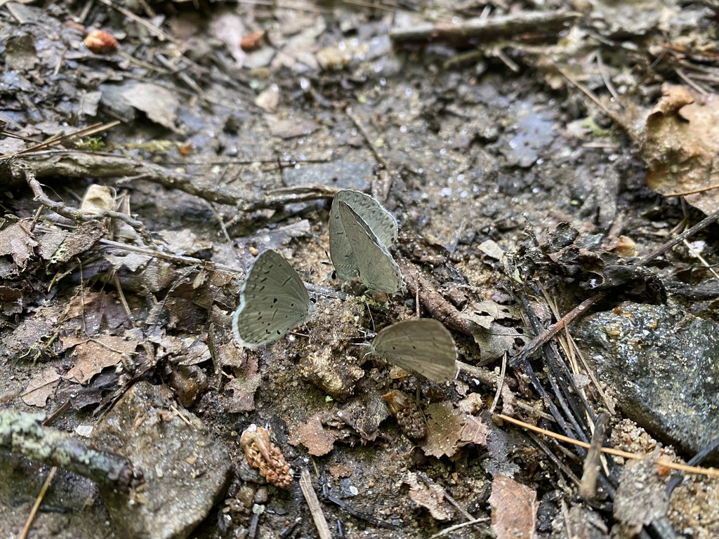 Holarctic Azures from Coopers Creek Rd, Suches, GA, US on June 11, 2022 ...