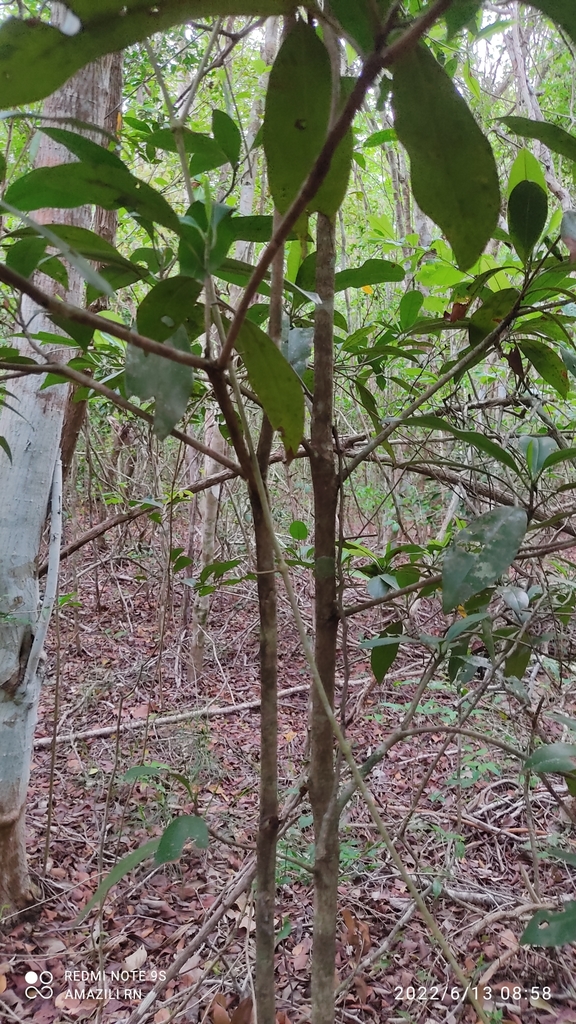 chicle from Kaua, Yuc., México on June 13, 2022 at 08:58 AM by Ismael ...