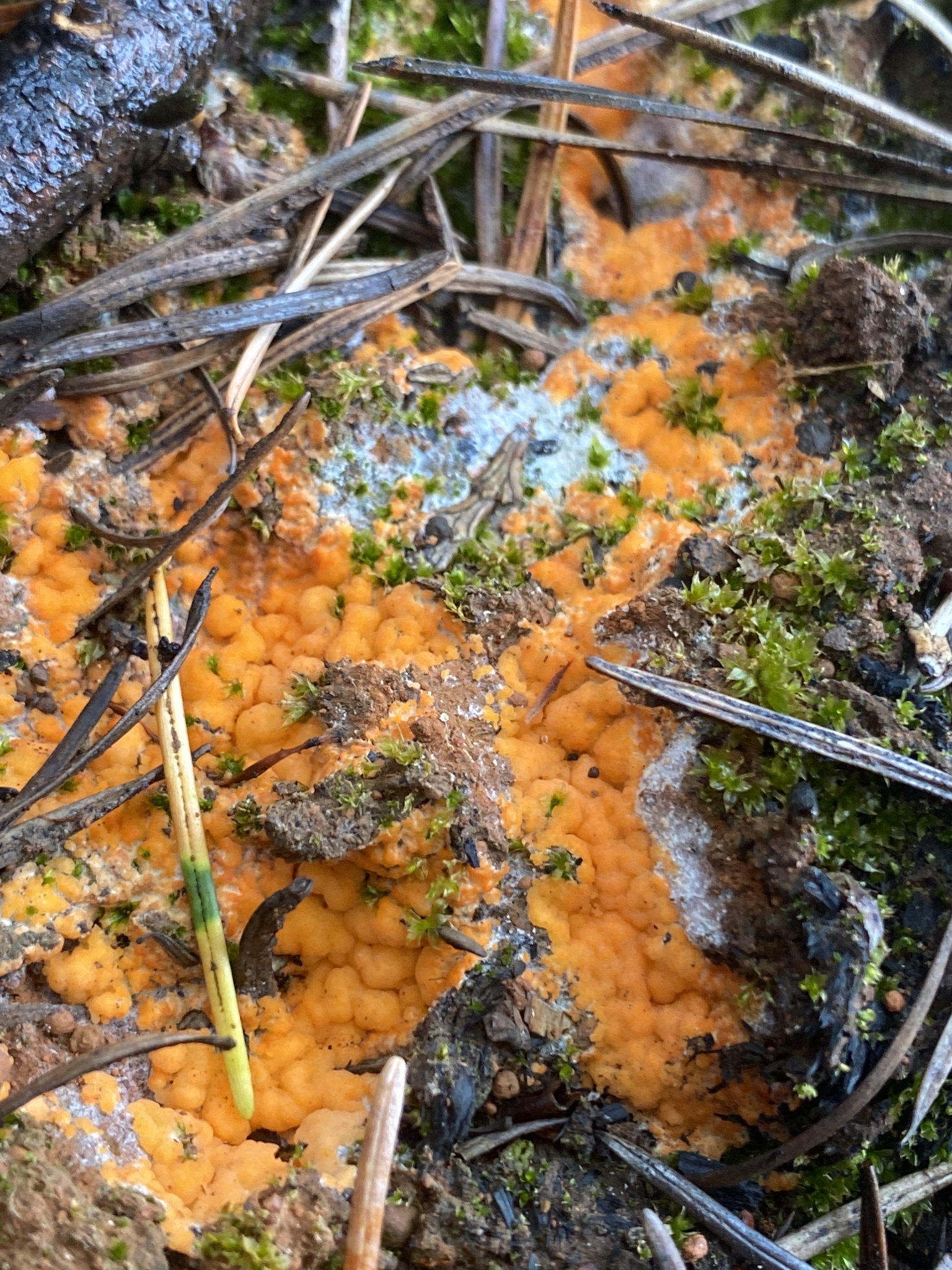 Pyronema Carus, 1834