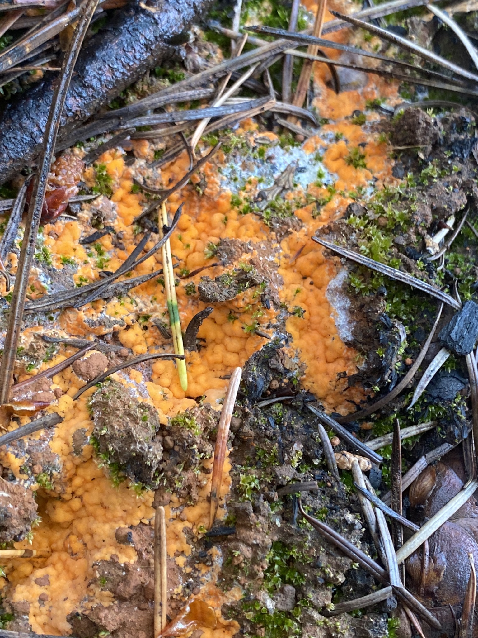 Pyronema Carus, 1834