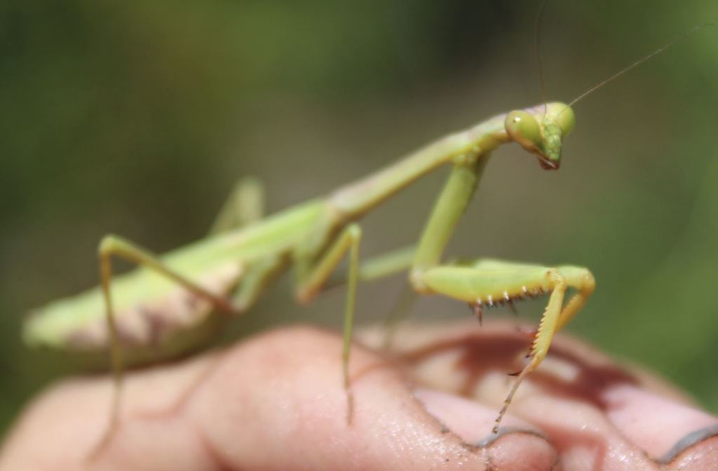 Carolina Mantis from Boynton Beach, FL, USA on June 13, 2022 by Mikie ...