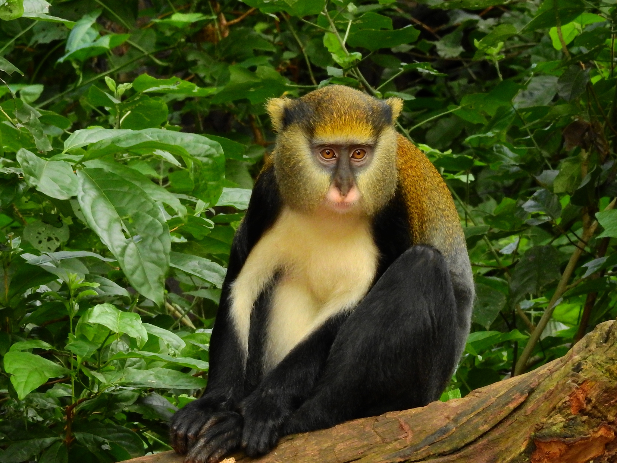 Cercopithecus lowei Thomas, 1923
