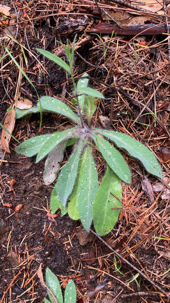 white hawkweed from Tehama County, Lassen National Forest, US-CA, US on ...