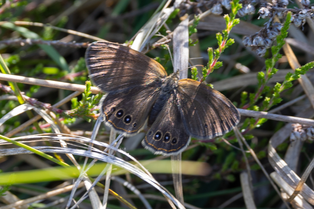 False Ringlet in June 2022 by kjdekoning · iNaturalist