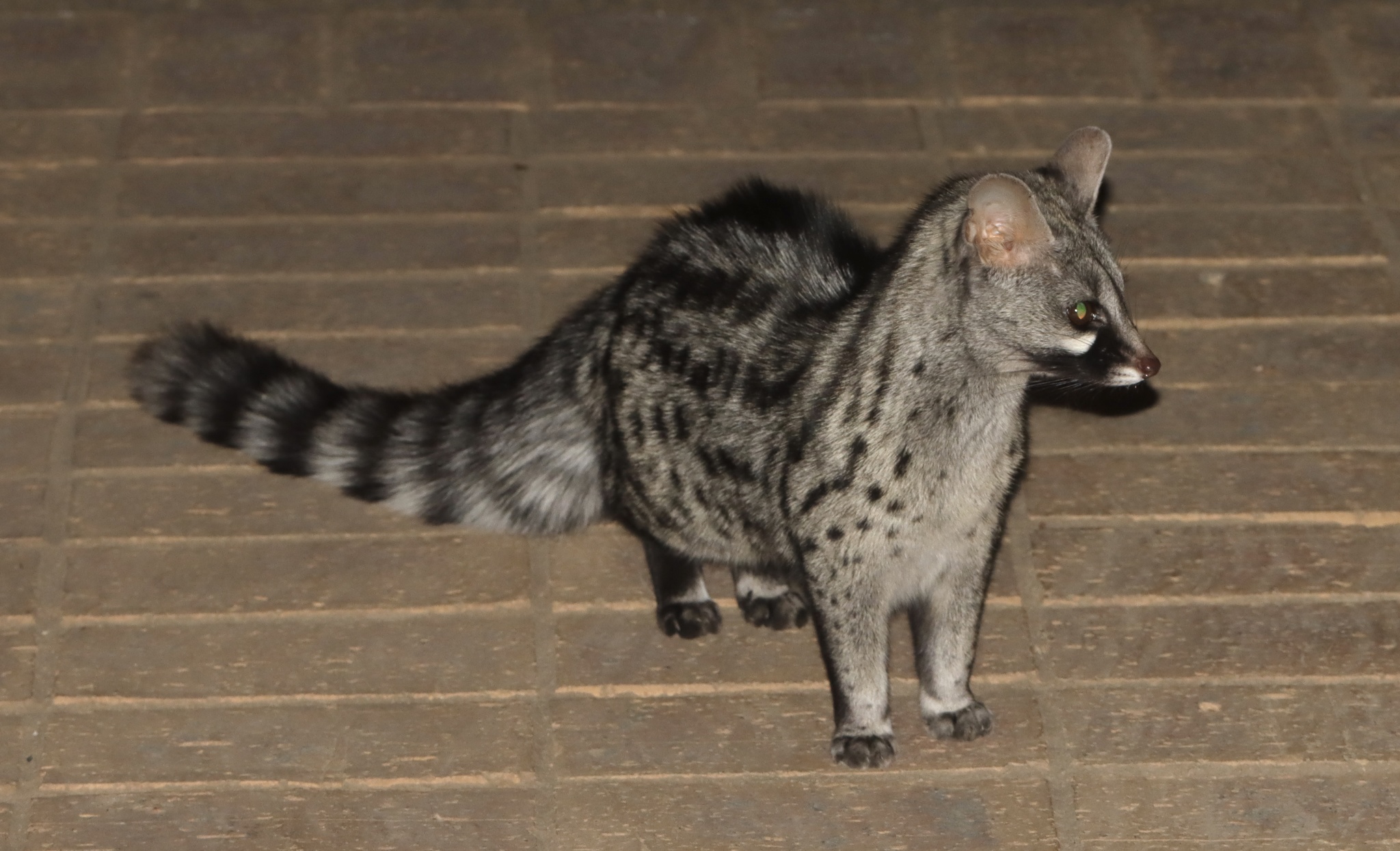 Genetta genetta felina (Thunberg, 1811)
