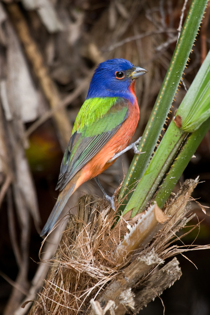 Eastern Painted Bunting (Passerina ciris ciris) - Avian Discovery