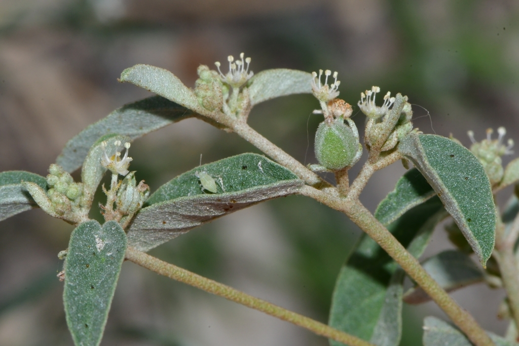 Prairie Tea from Heritage Hills, Austin, TX, USA on June 13, 2022 at 11 ...