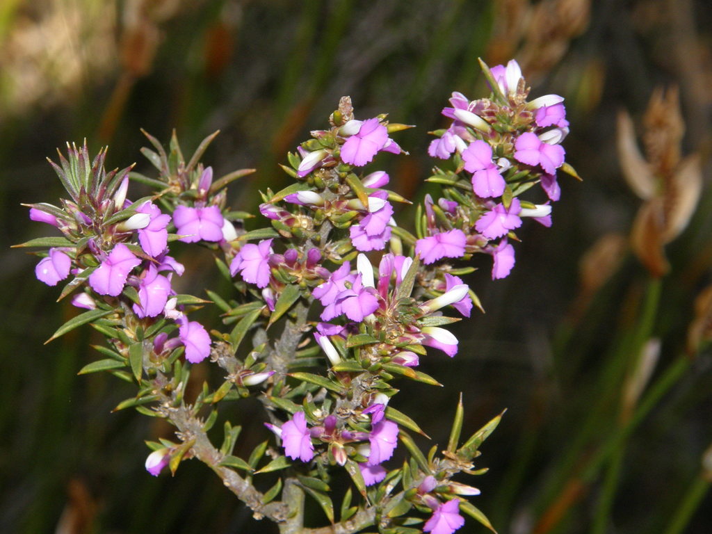 Juniper Purplegorse (Muraltia juniperifolia) - Botanical Realm