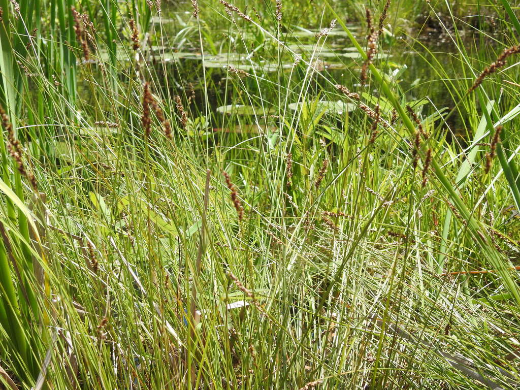 lesser tussock sedge from Peterborough, Ontario, Canada on June 13 ...