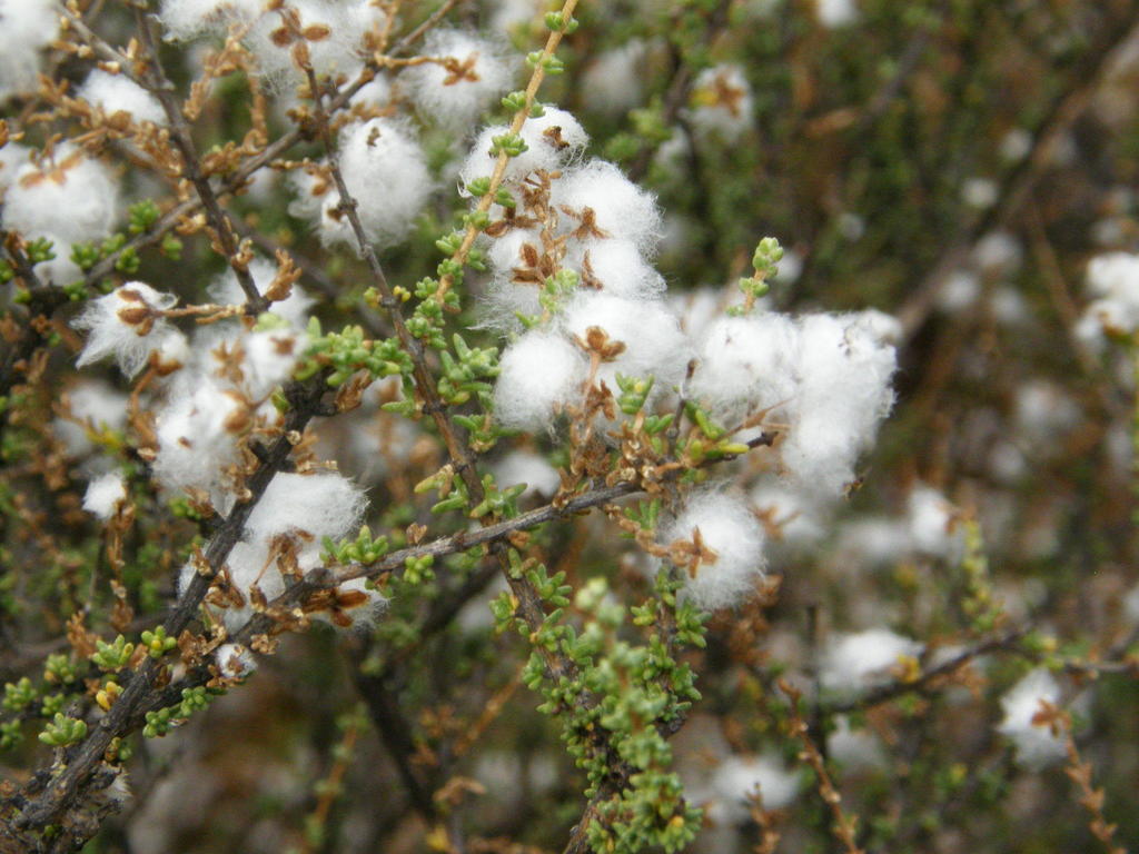 Eriocephalus ericoides (Biogaps (s Afr) Pentad 3210_2445: Species List ...