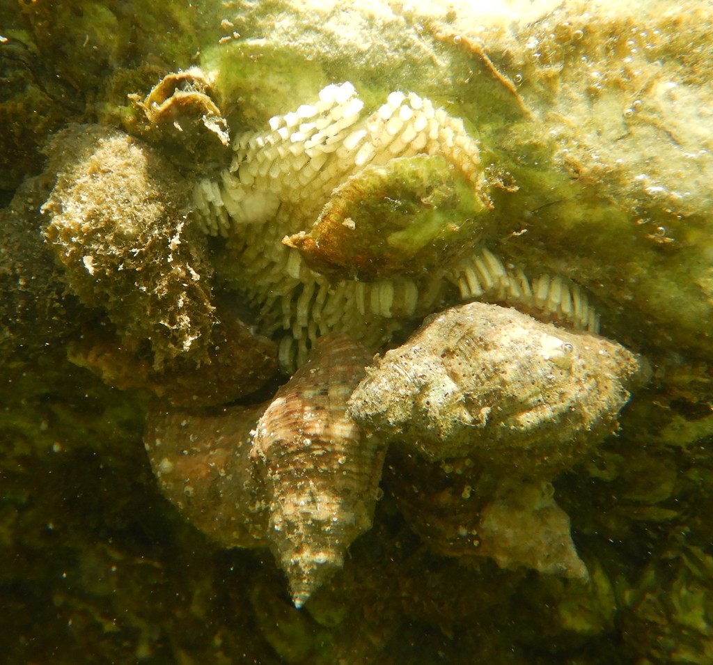 Florida Rock Shell from St. Andrews State Park jetties, Bay County, FL ...