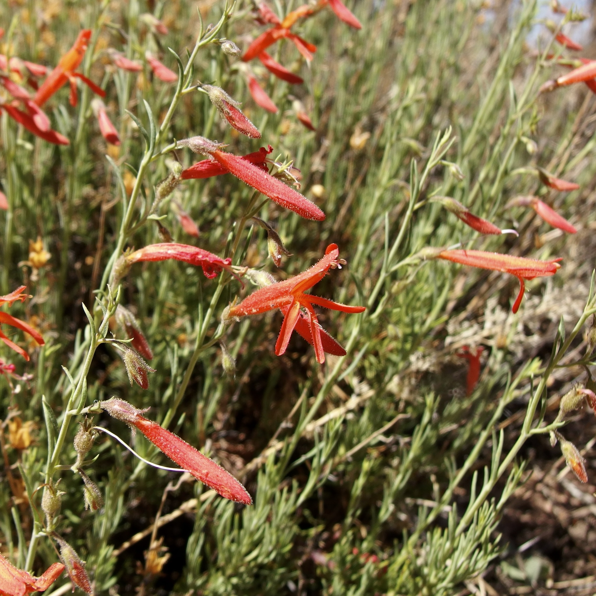 Penstemon pinifolius Greene
