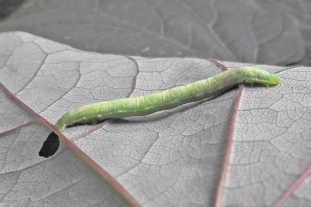 Elm Spanworm Moth from Walker Nature Center on June 11, 2022 by ...