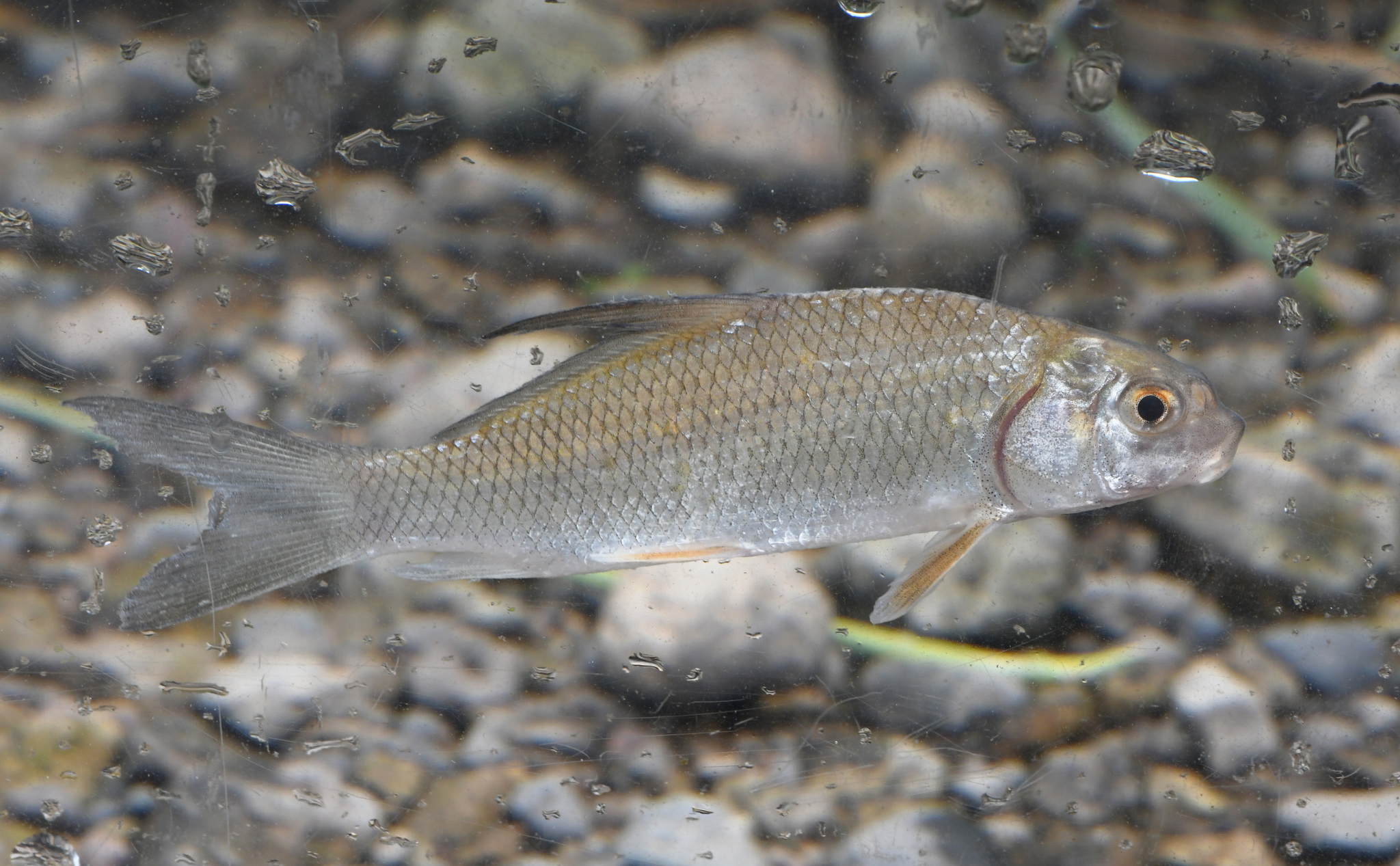Carpiodes cyprinus (Lesueur, 1817)