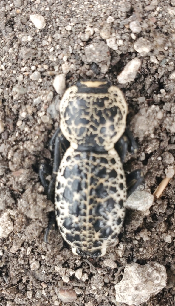 Zopherus nodulosus from Tixmehuac & Dzitas, Pedregal de San Nicolás 4ta ...