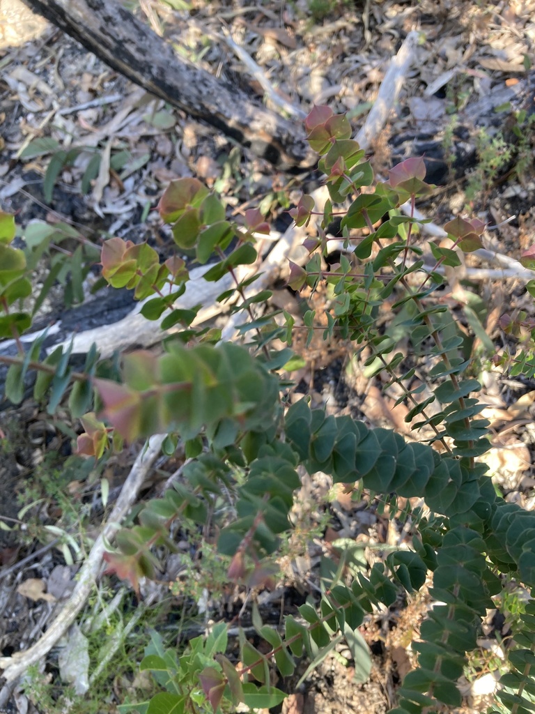 spiny bush-pea from Wollemi National Park, Wirraba, NSW, AU on June 12 ...