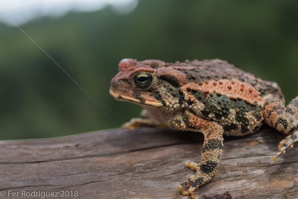 Pine Toad from Chilpancingo de los Bravo, Gro., México on June 24, 2018 ...