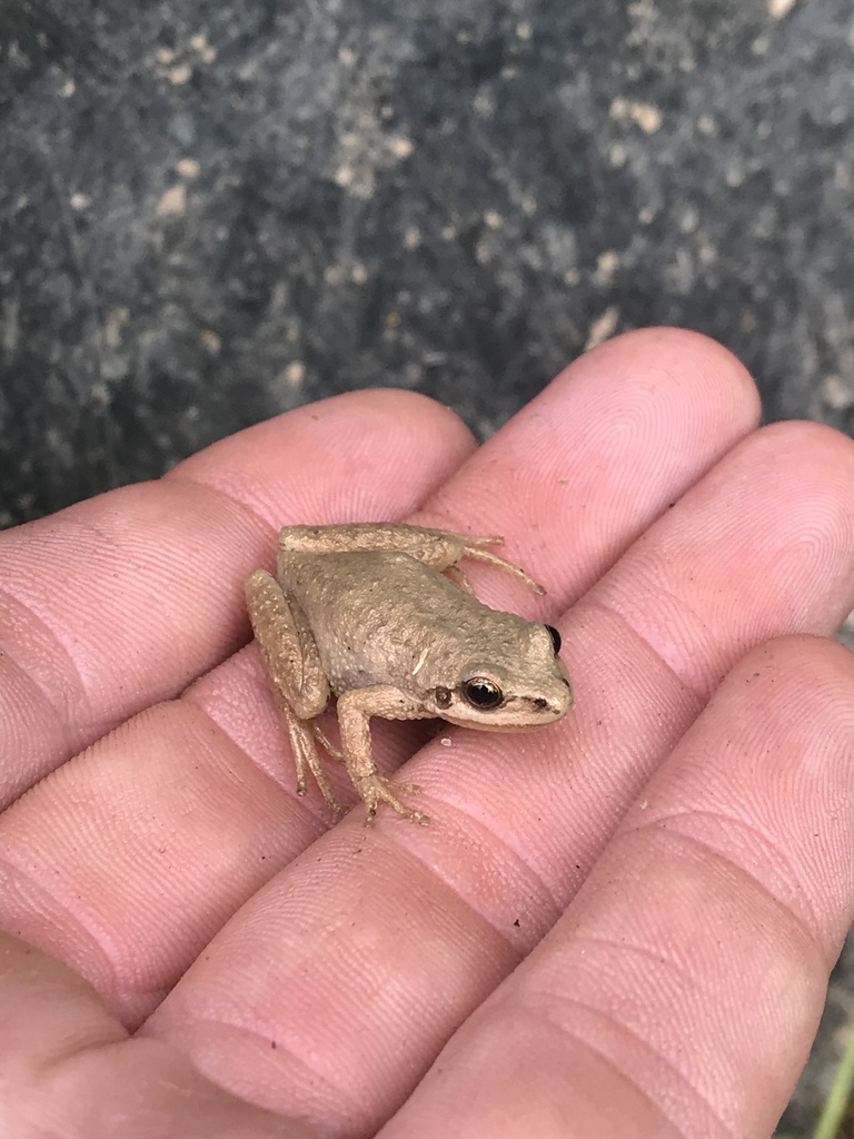 Western Chorus Frog from Scottsburg, IN, US on June 13, 2022 at 03:44 ...