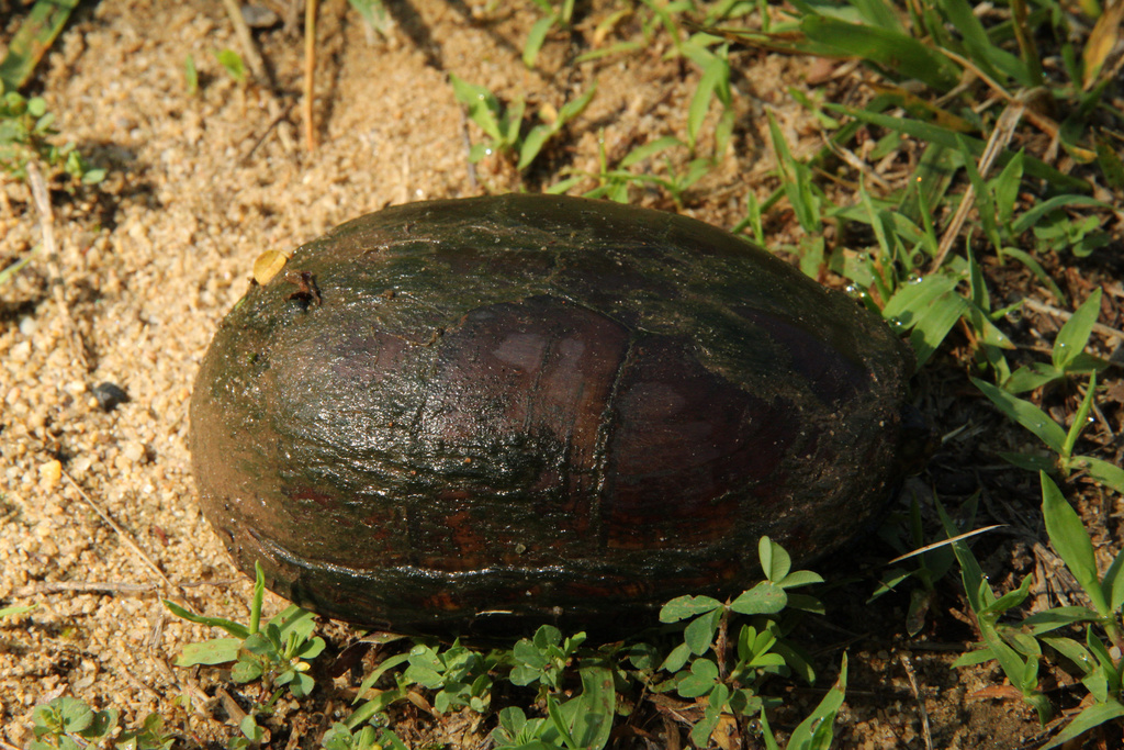 Southeastern Mud Turtle in June 2022 by Eric Johnson. Out on the trail ...