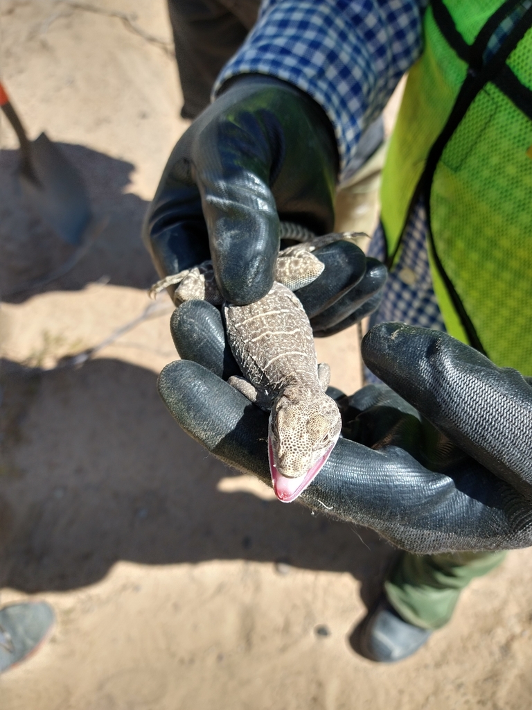 Long-nosed Leopard Lizard from México, San Luis Río Colorado, Son ...