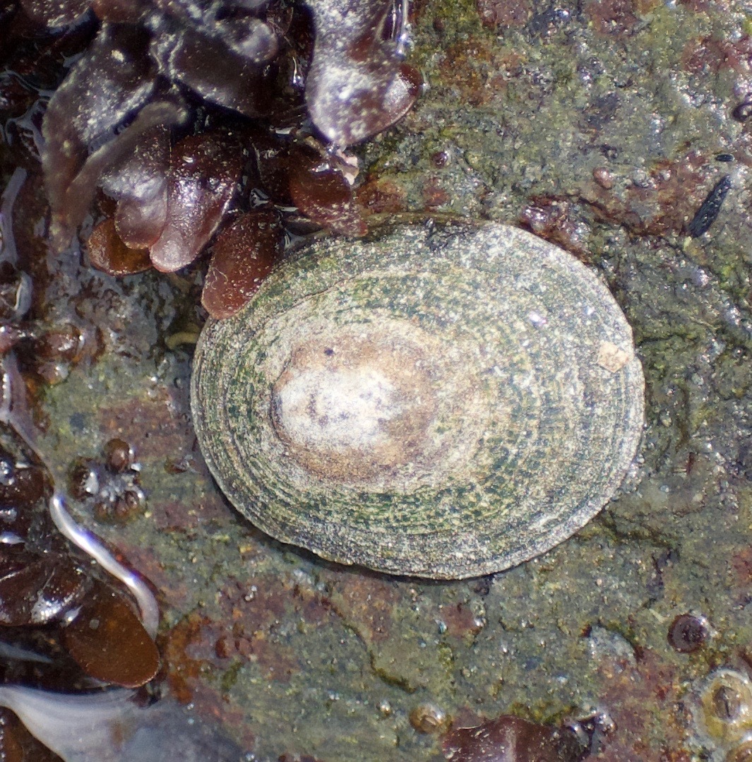 Lottia limatula (Carpenter, 1864)