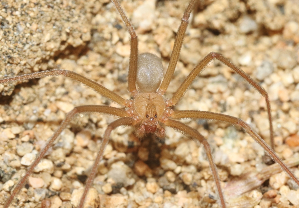 Desert Recluse from Inyo, California, United States on May 27, 2022 at ...