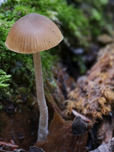 Genus Sagaranella · iNaturalist