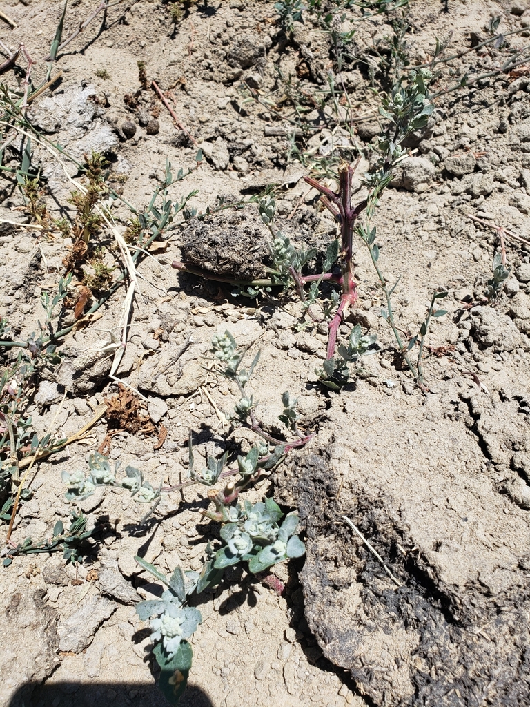 plants from Dixon, CA 95620, USA on June 13, 2022 at 12:58 PM by Rachel ...