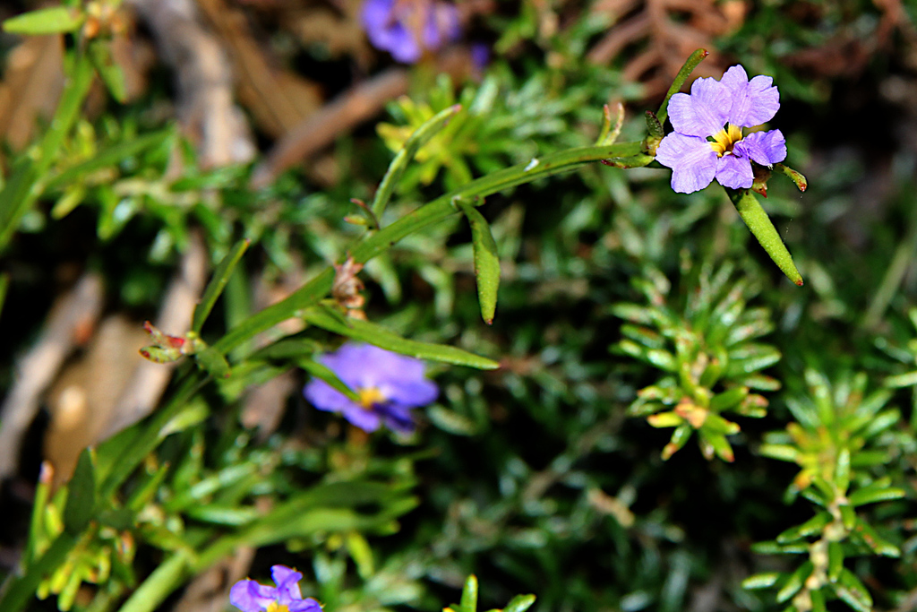 Blue Dampiera from Awabakal NR, Newcastle NSW, Australia on May 01 ...