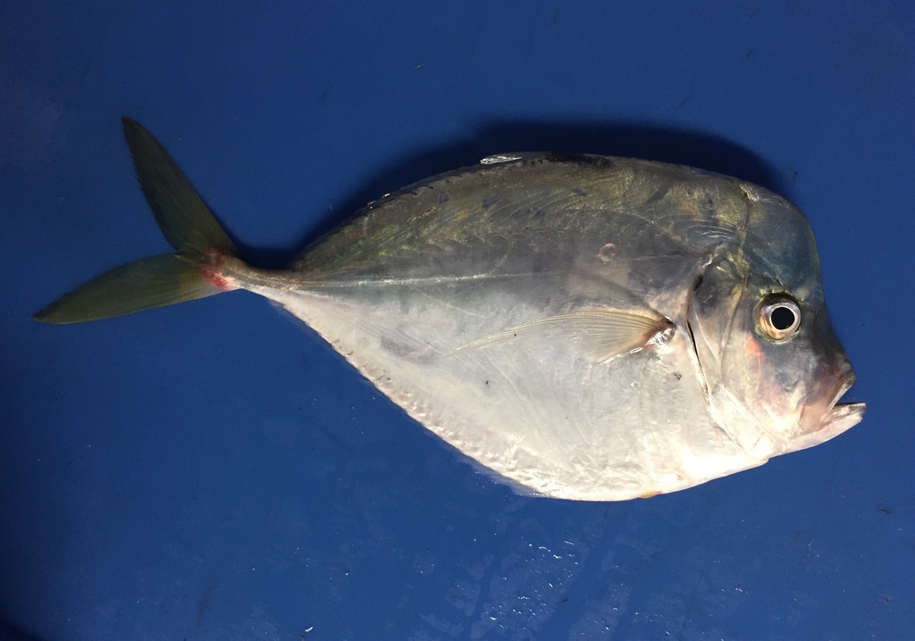 Atlantic Moonfish (Saltwater Fish of Louisiana) · iNaturalist