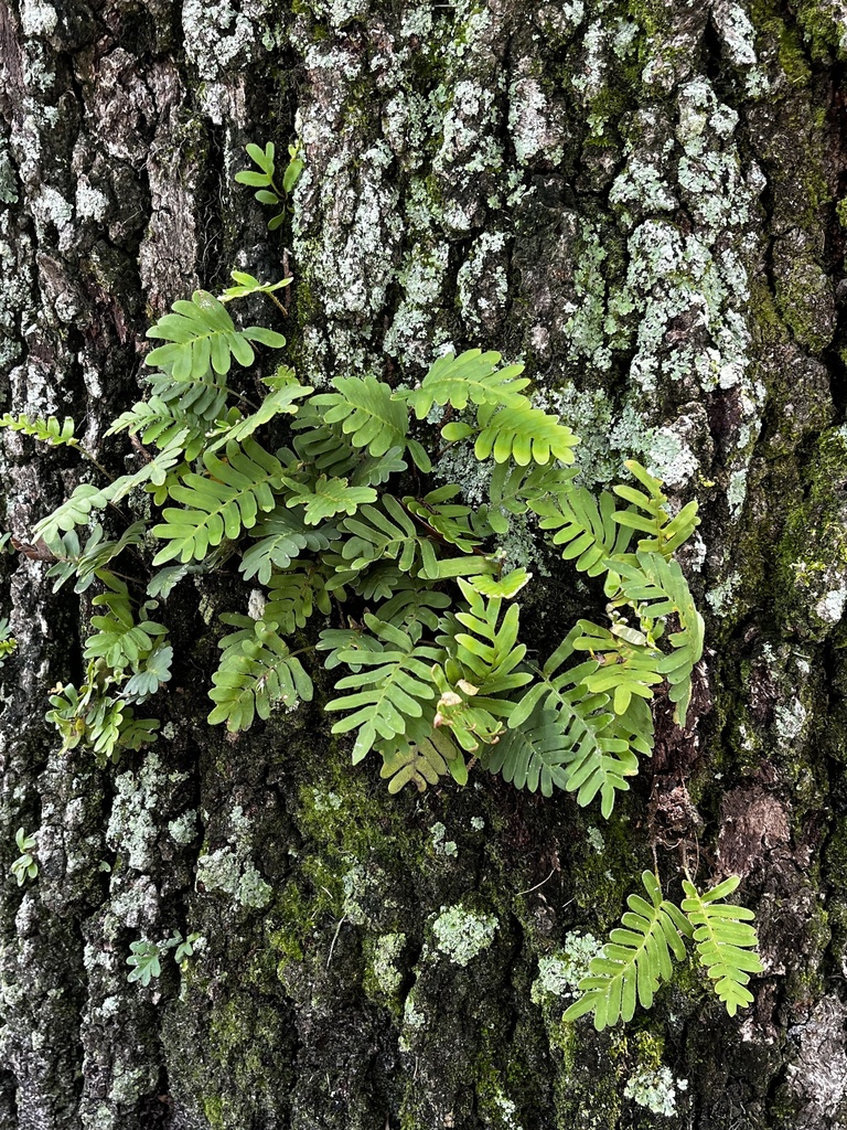 resurrection fern in June 2022 by parbhoo_k_008 · iNaturalist