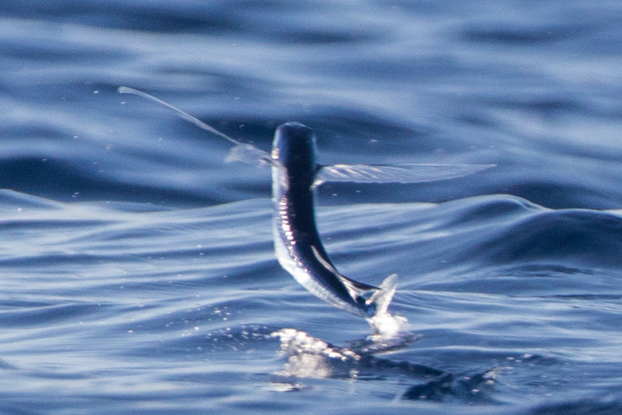 Flyingfishes (Exocoetidae) - Marine Life Identification
