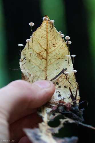 Oak-leaf Pinwheel (Marasmiellus quercophilus) · iNaturalist
