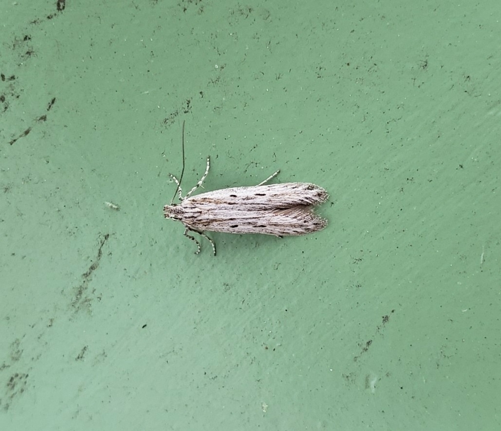 Twirler Moths from Tooele County, UT, USA on March 26, 2022 at 07:46 AM ...