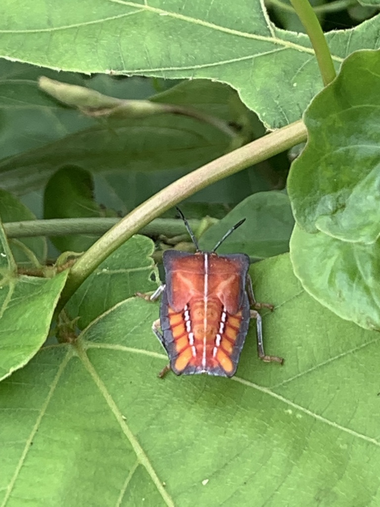 Lychee Stink Bug from 林內鄉, TW on June 11, 2022 at 10:31 AM by kallima ...