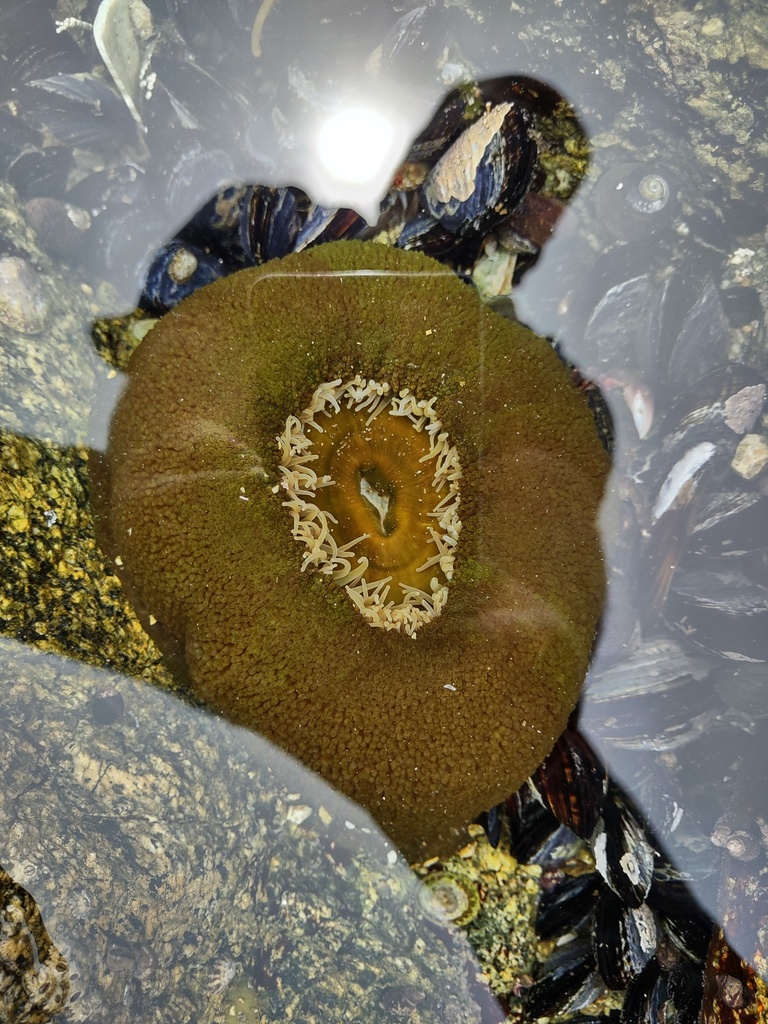 Giant Green Anemone from 45500 CA-1, Big Sur, CA 93920, USA on May 26 ...