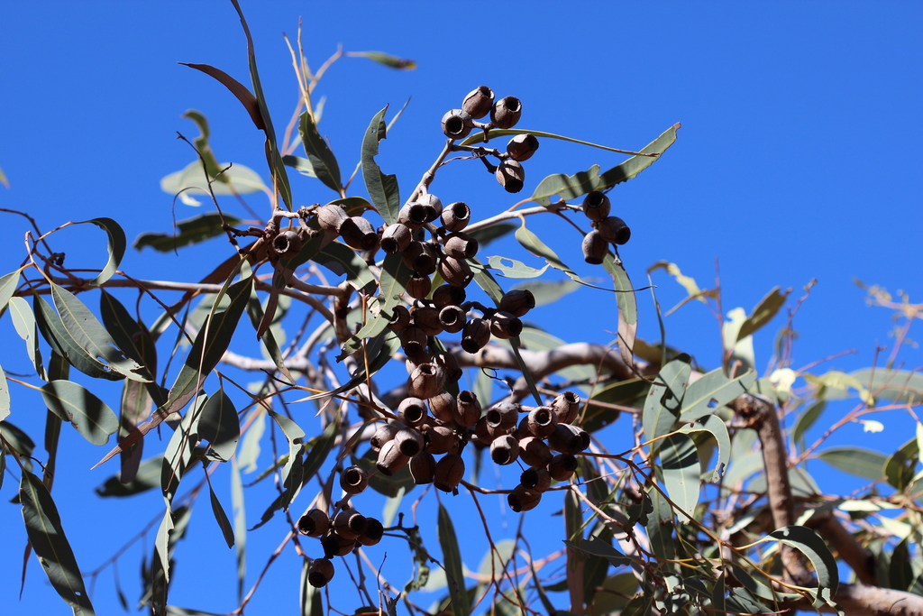 Desert Bloodwood (Corymbia opaca) - Botanical Realm