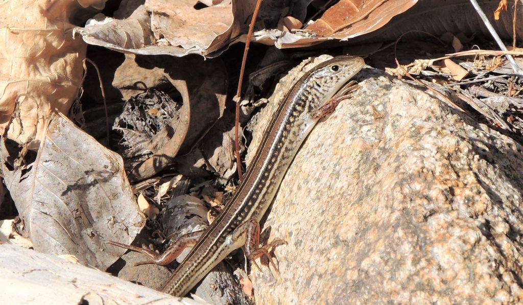 Eastern Striped Skink from Airlie Beach - Cannonvale QLD, Australia on ...