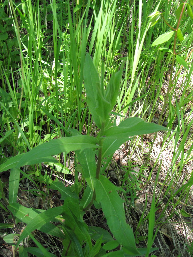 Canada hawkweed from Mill Creek Ravine - South, Edmonton, AB, Canada on ...