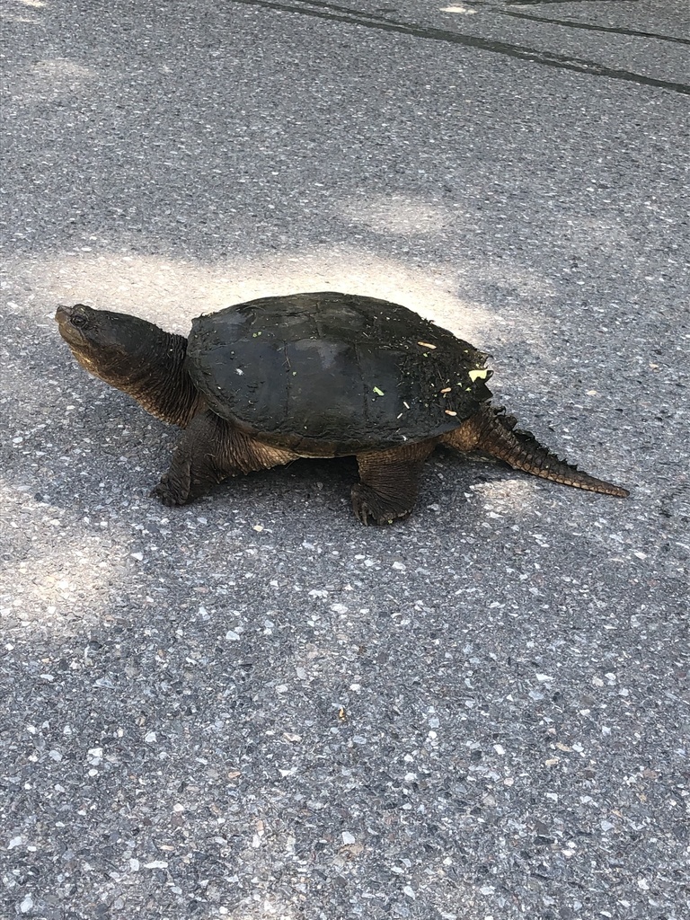 Common Snapping Turtle from Appletree Point Rd, Burlington, VT, US on ...