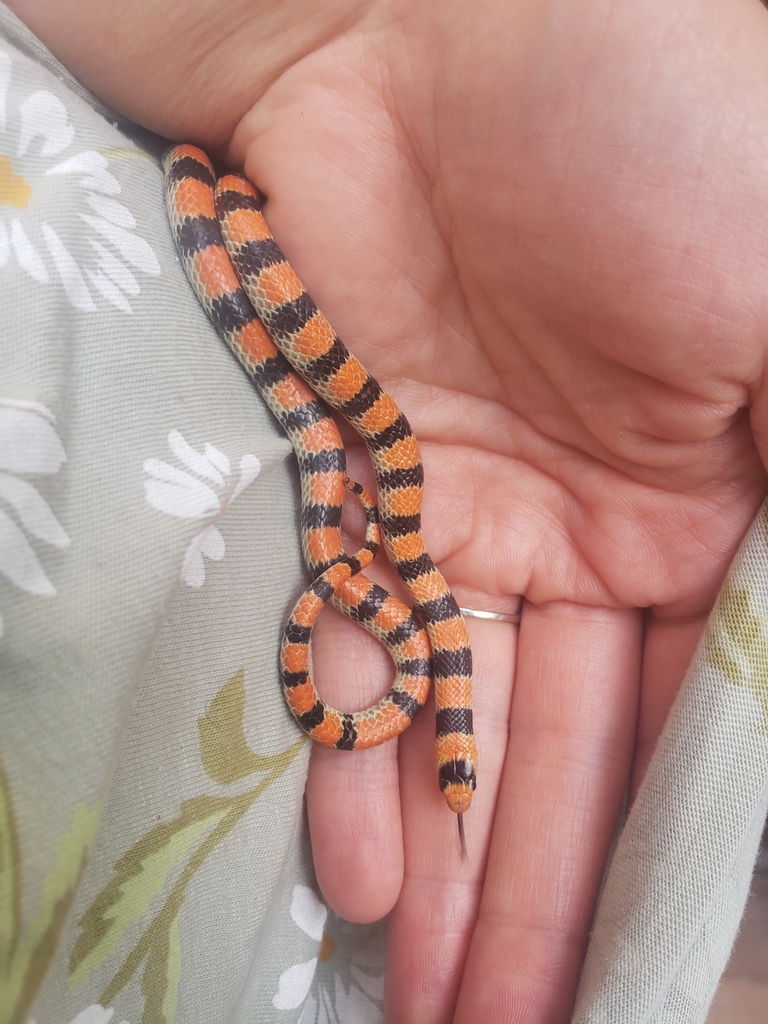 Ground Snake from Leeds, UT 84746, USA on June 13, 2022 at 05:33 PM by ...